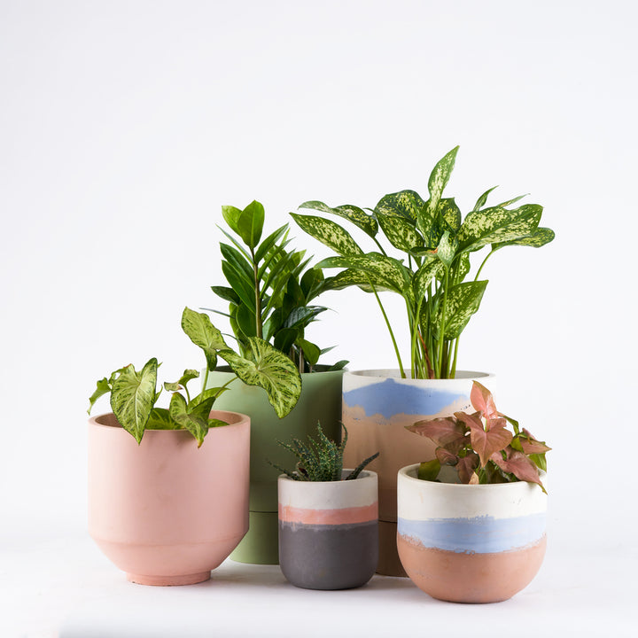 15 Top Indoor Plants That are Perfect for Small Spaces