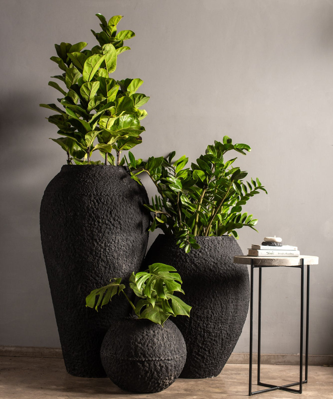 Top 20 Trending Plants of 2024 and How to Care for Them