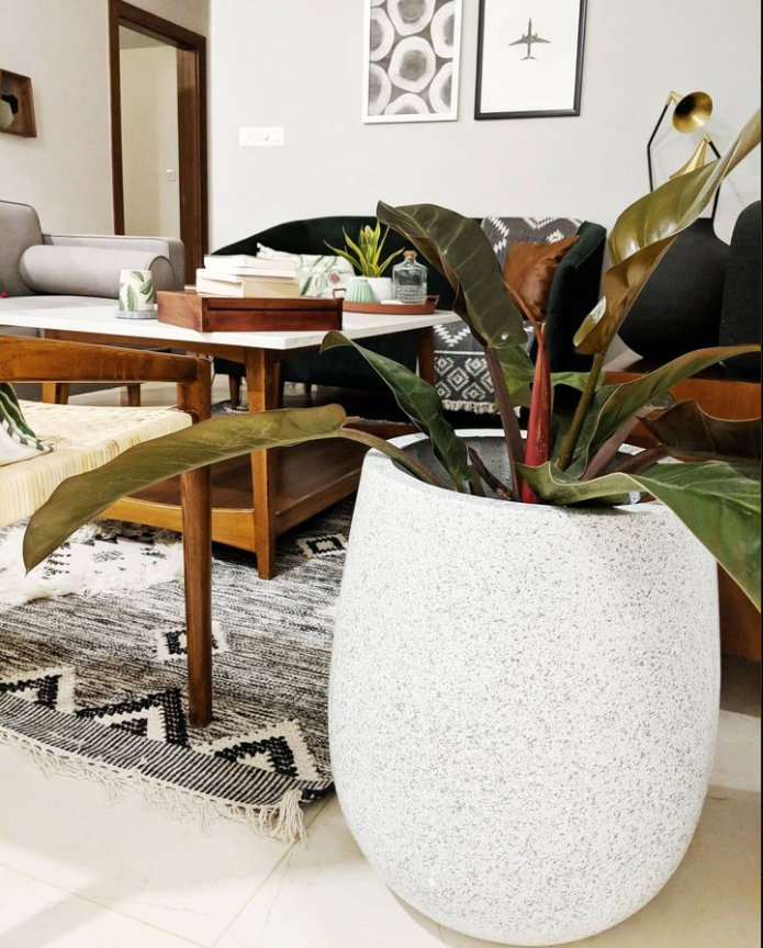 Here’s Everything You Need to Know About Philodendron Red Congo