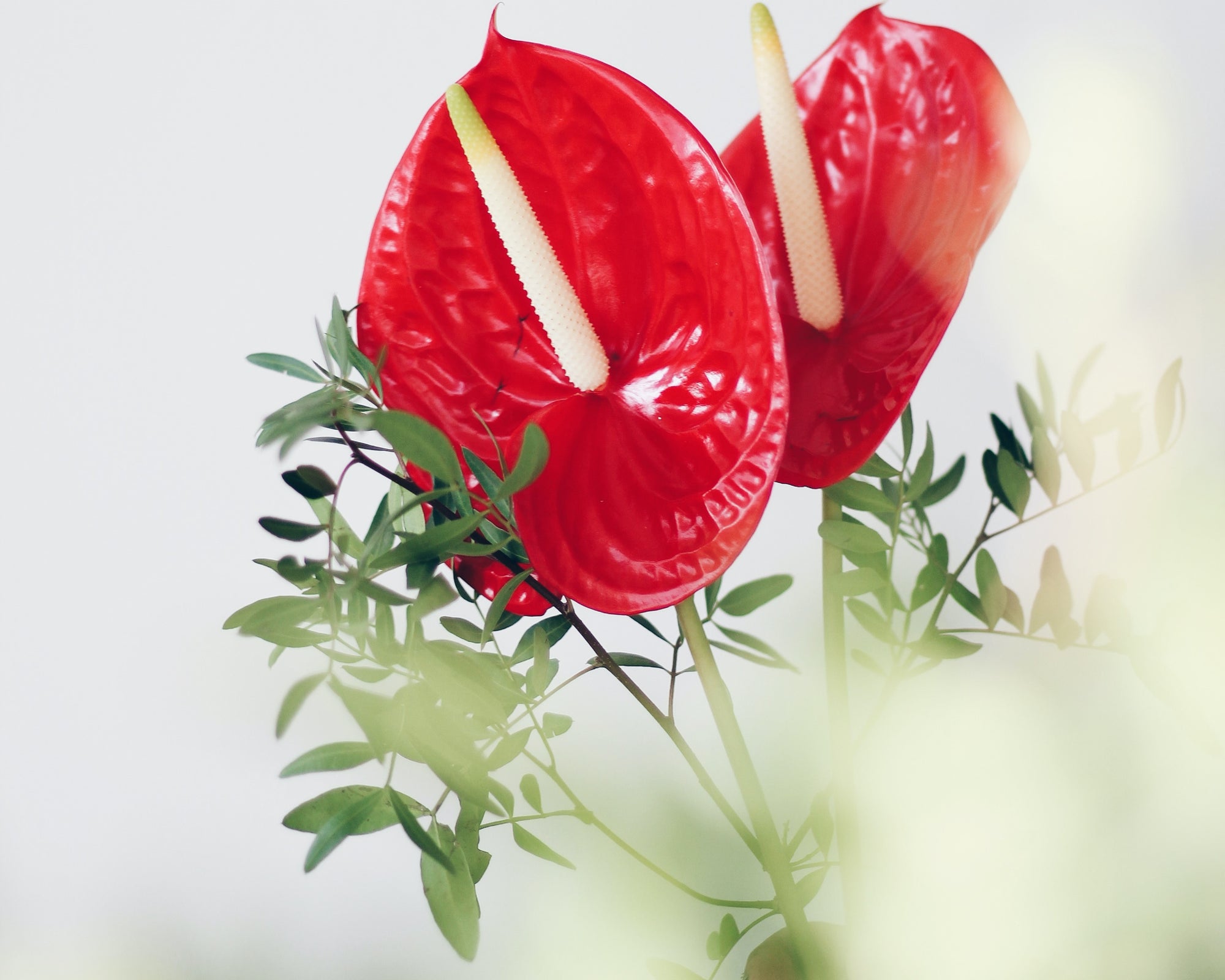 How to care for your Anthurium Plant