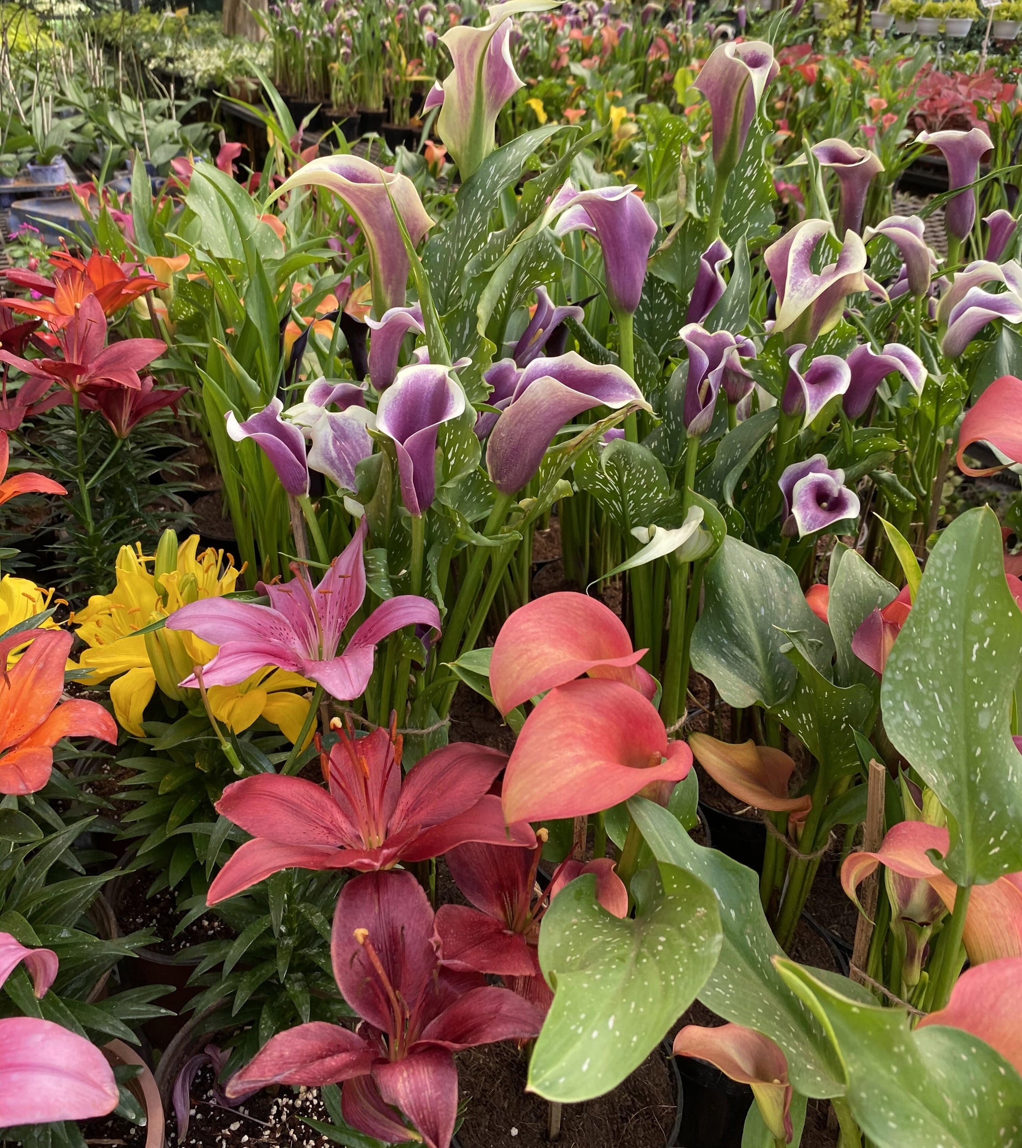 Make Your Outdoor Garden Flower This Summer!