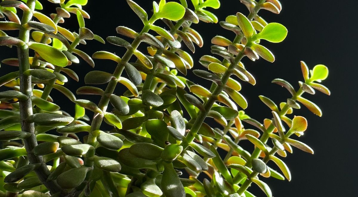 How to Care for Your Jade Succulent: Tips for a Thriving Plant