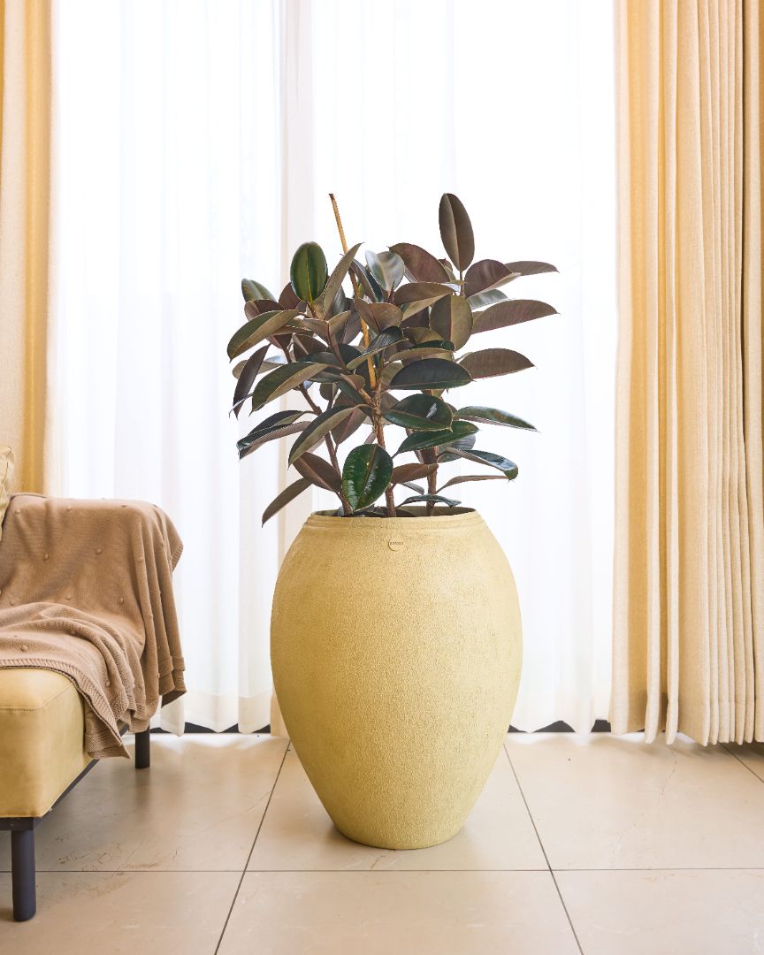 Palasa's Best Selling Planters | Palasa Pots