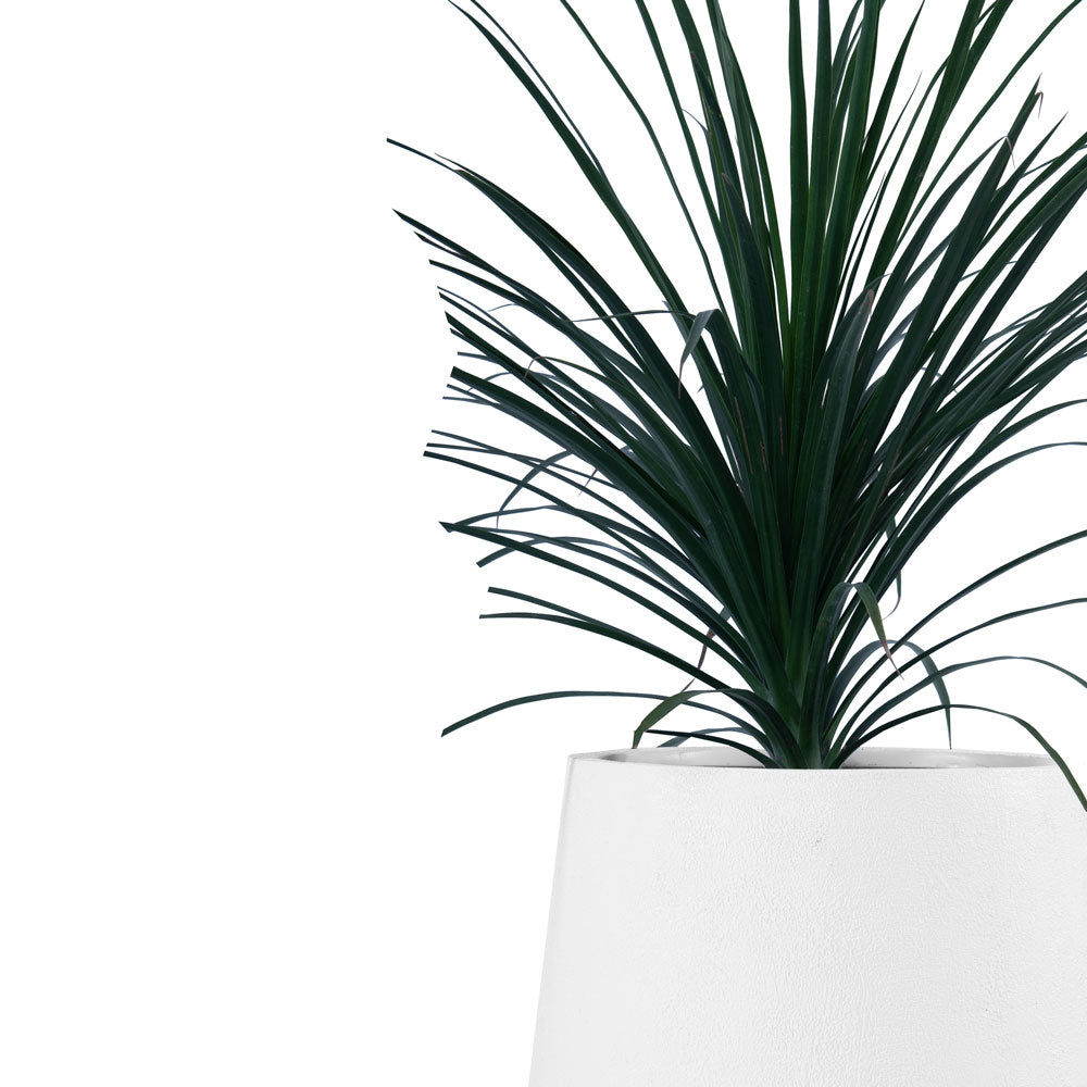 Shop indoor planter pots online India | Palasa Bangalore
