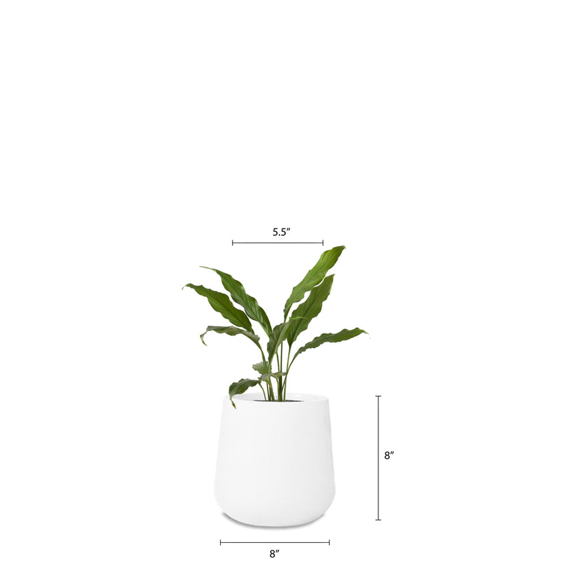 Shop indoor planter pots online India | Palasa Bangalore