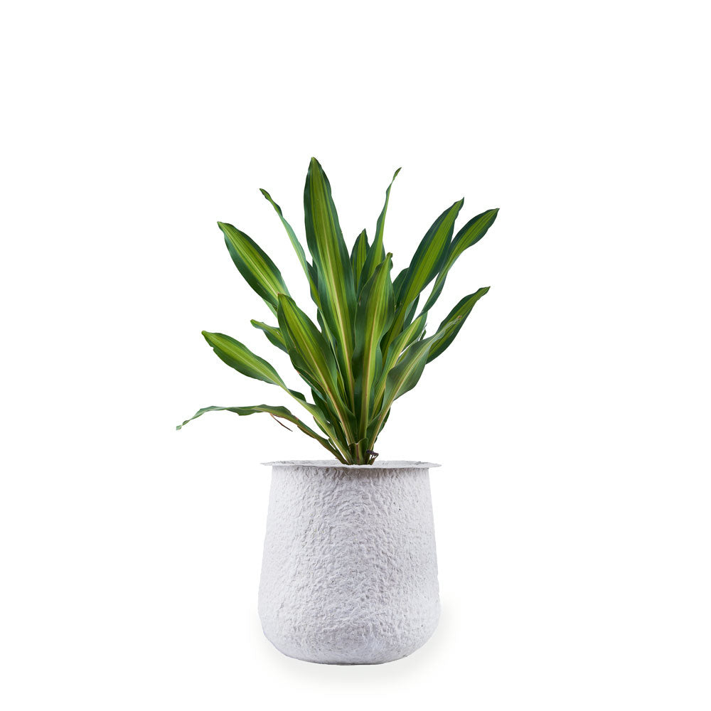 Aquila Round Planter White Coral Finish
