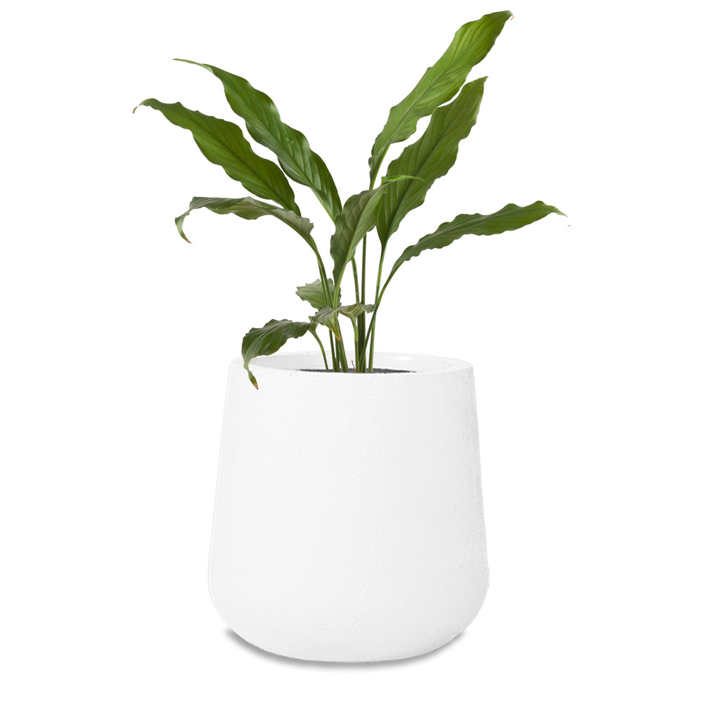 Shop indoor planter pots online India | Palasa Bangalore