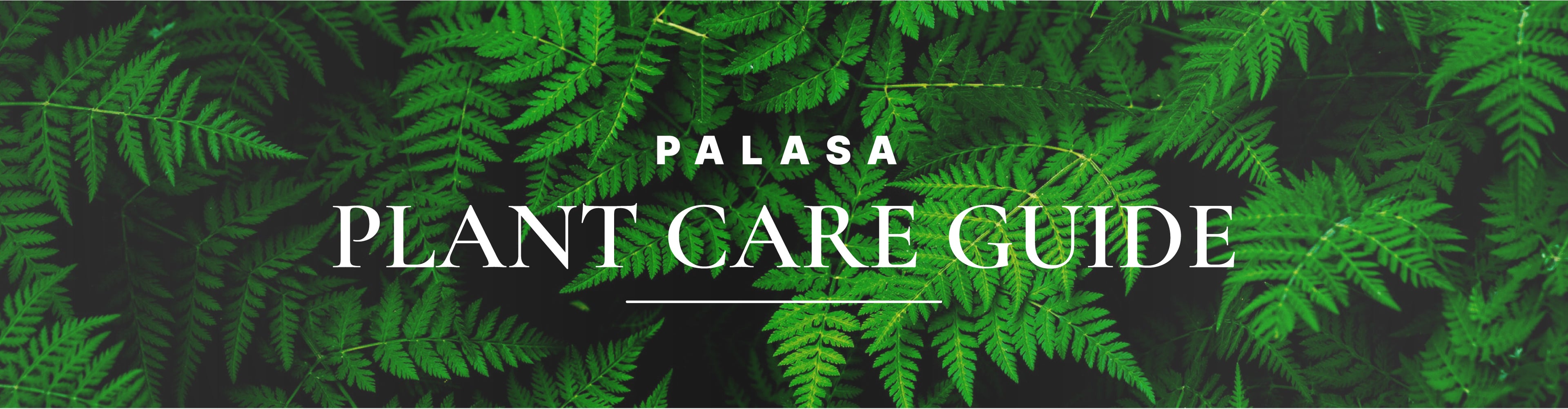 Plant Care Guide