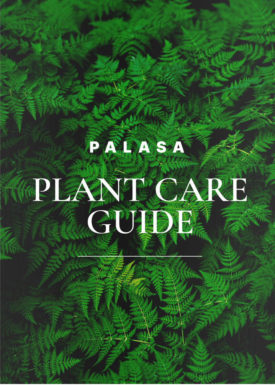 Plant Care Guide