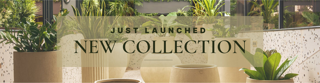 Studio Palasa - Planters & Pot Store Online in India - Home | Living