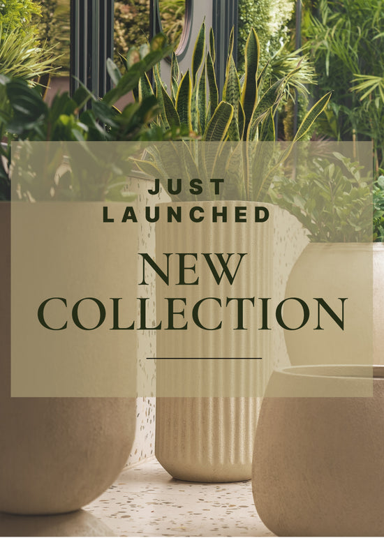 Studio Palasa - Planters & Pot Store Online in India - Home | Living