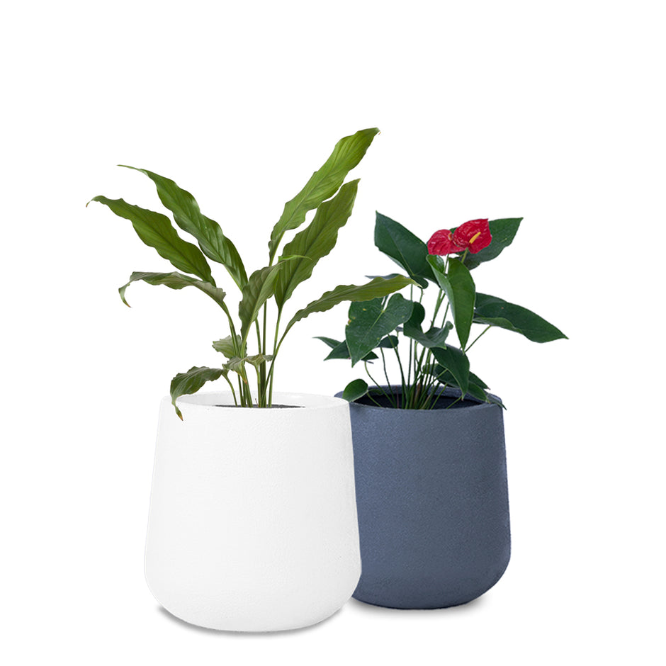 Buy Premium Desk Planters Online in India | Palasa