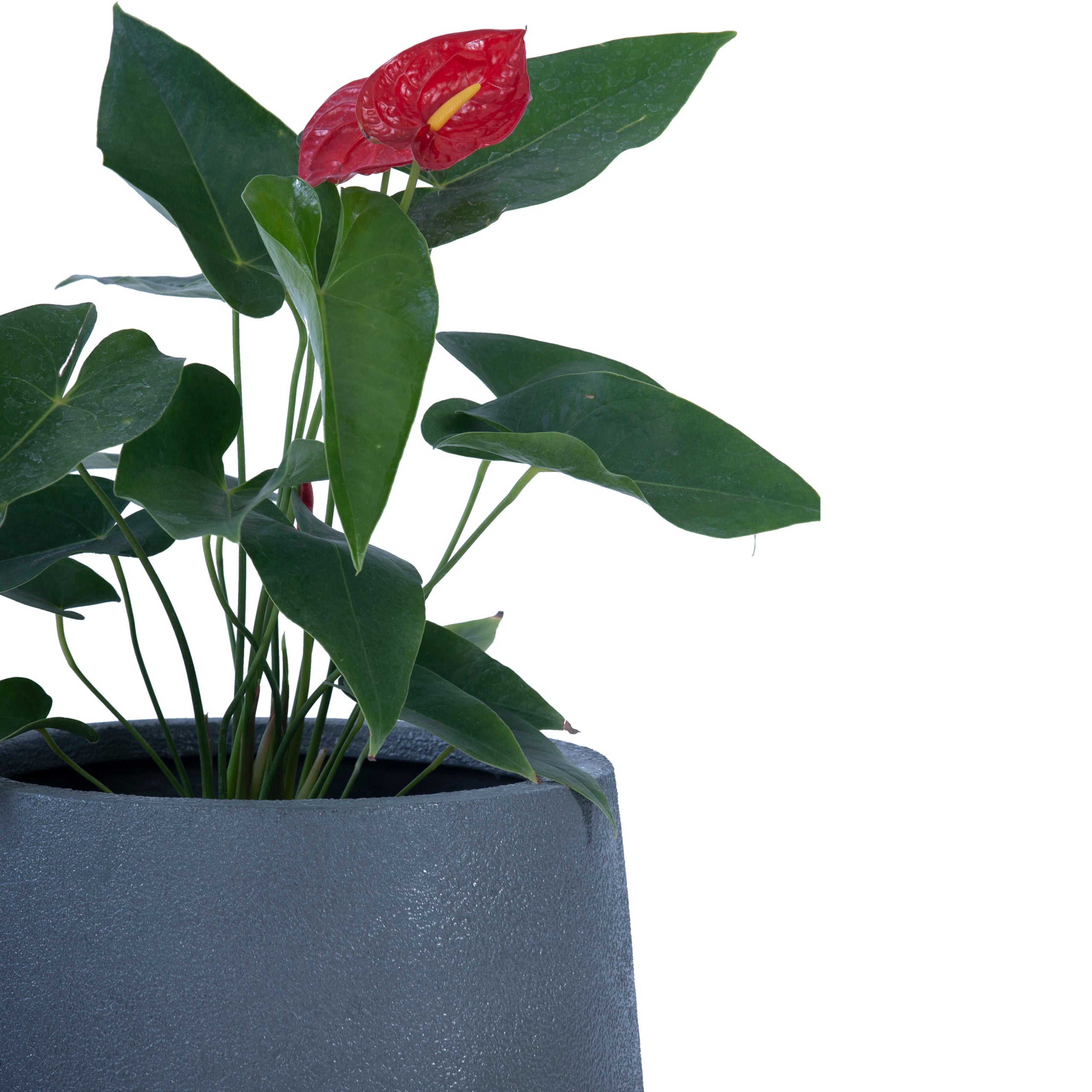 Buy Aquila XS Online in India | Palasa Koramangala