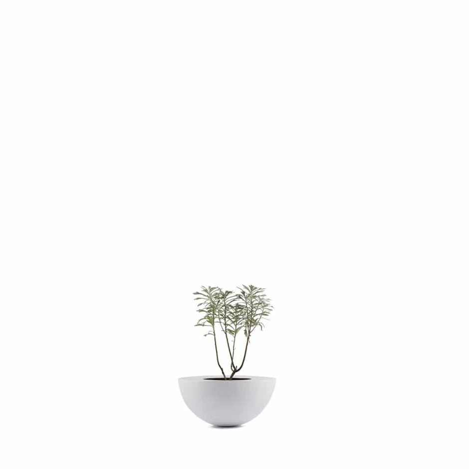 Buy Premium Desk Planters Online in India | Palasa
