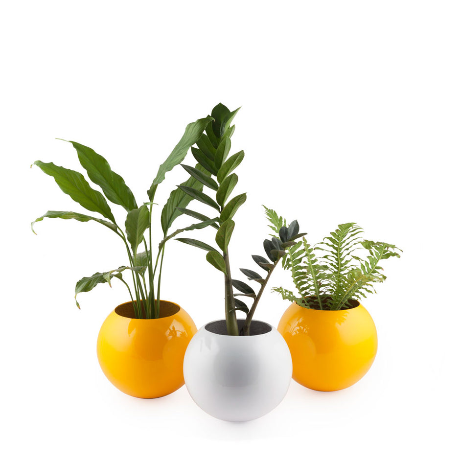 Buy Premium Flower Planters Online in India | Palasa