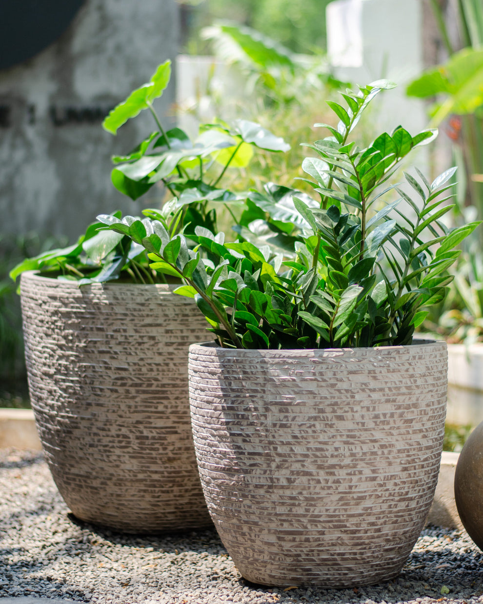 Buy Cuba Round Planter Online in India | Palasa Bangalore