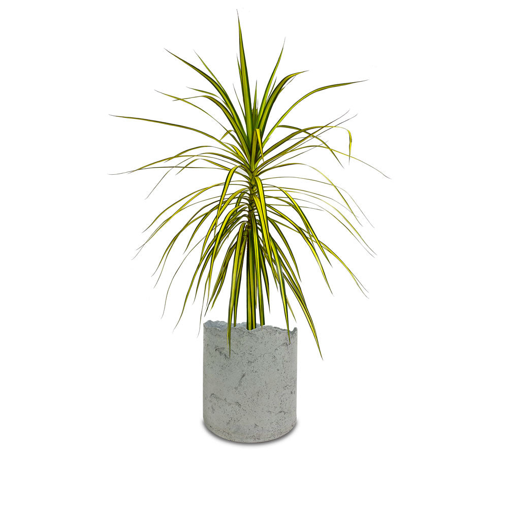 Buy Rustic Concrete Planter Pot Online India | Palasa Bangalore