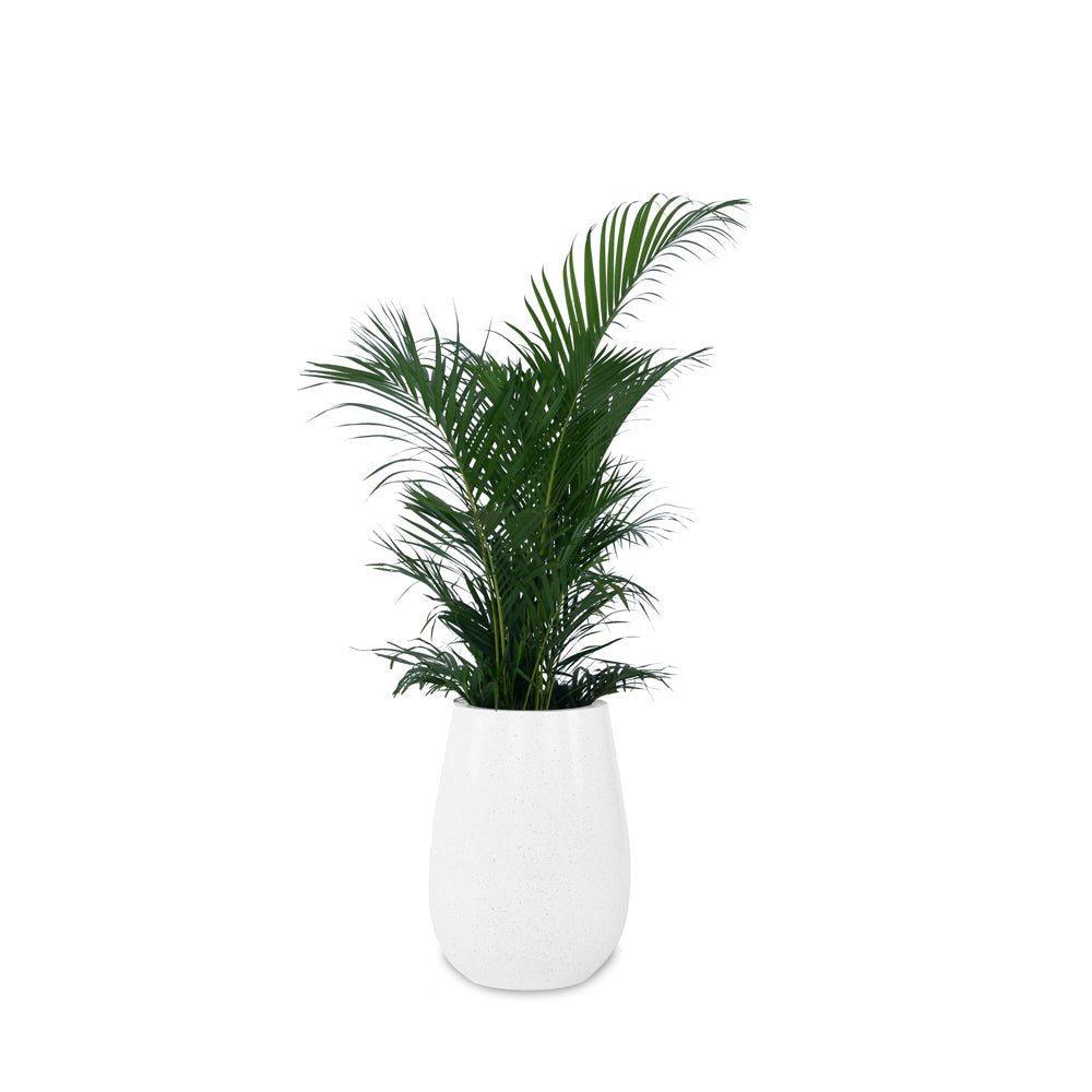 Buy Teardrop Planter Online in India | Palasa Bangalore