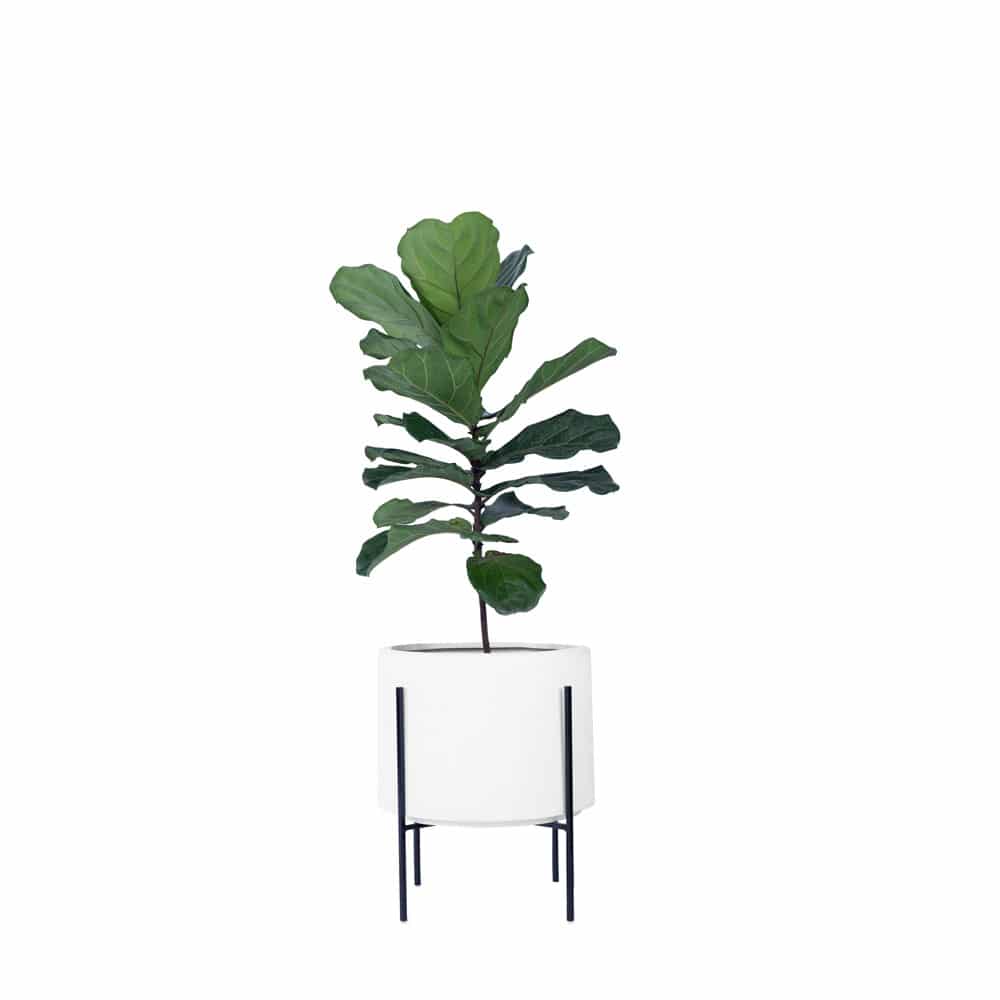 Buy Whirlpool Planter With Metal Stands Online in India | Palasa