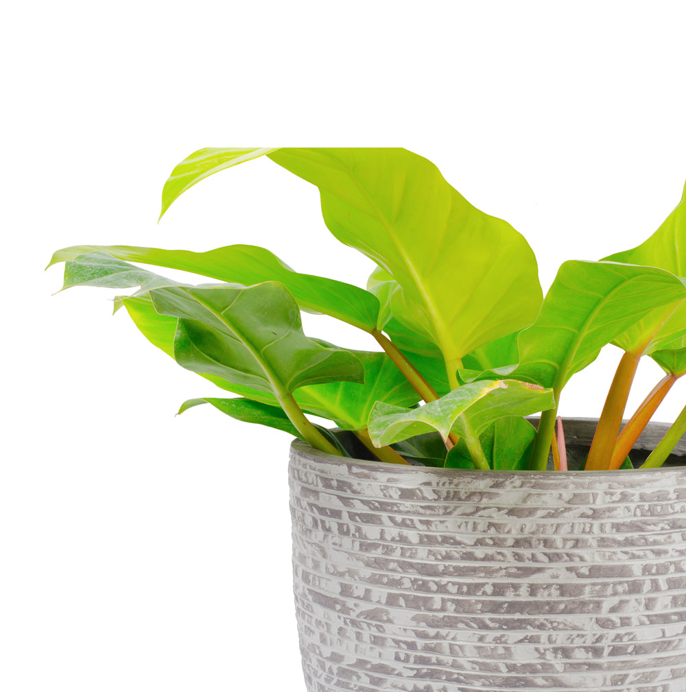 Buy Cuba Round Planter Online in India | Palasa Bangalore