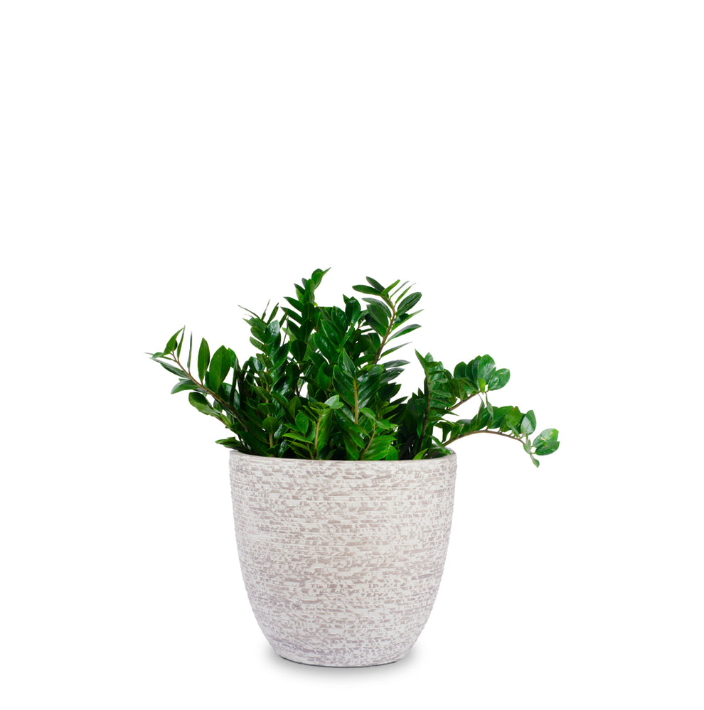 Buy Cuba Round Planter Online in India | Palasa Bangalore