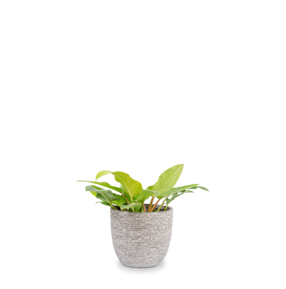 Buy Cuba Round Planter Online in India | Palasa Bangalore