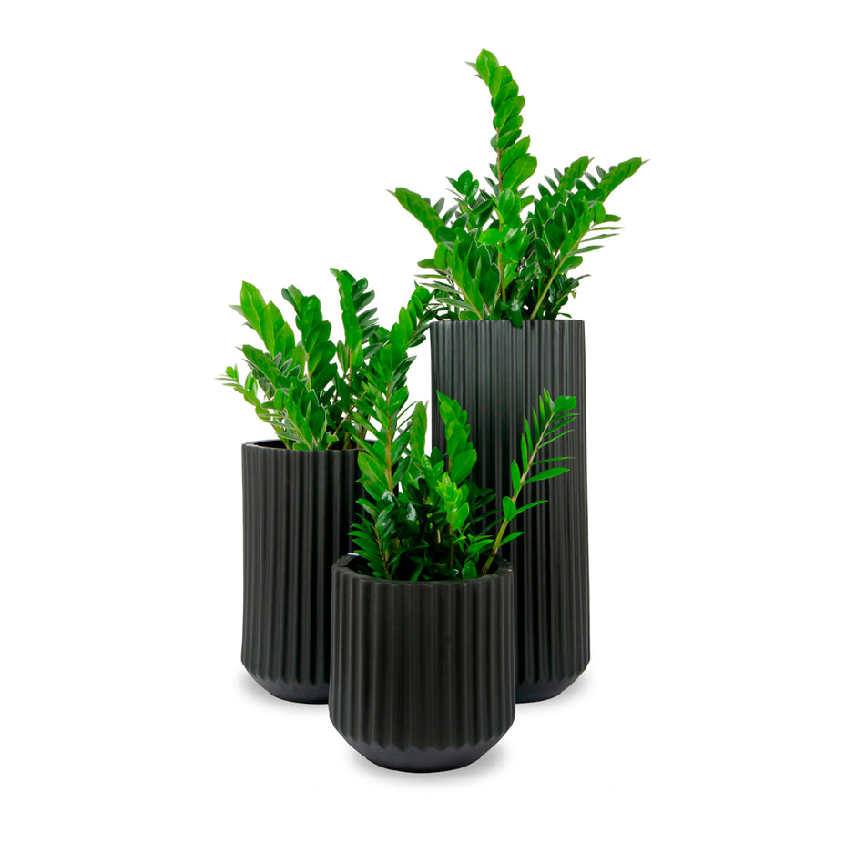 Buy Premium Tall Planters Online in India | Palasa