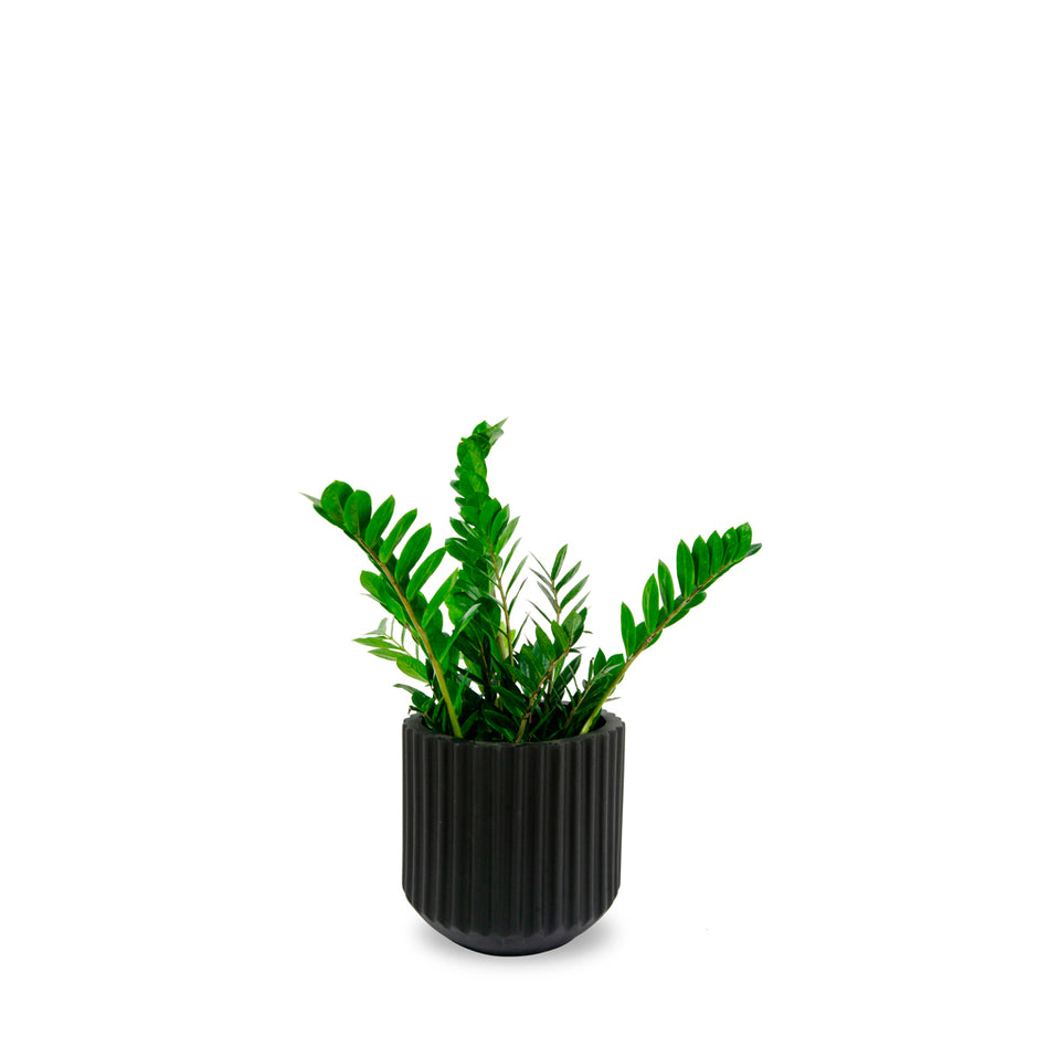 Buy Premium Balcony Planters Online | Studio Palasa