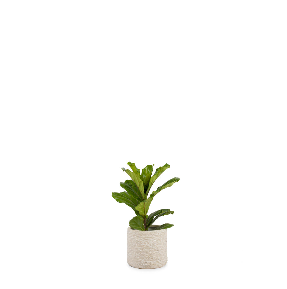 Buy Marley Planter Online in India | Palasa