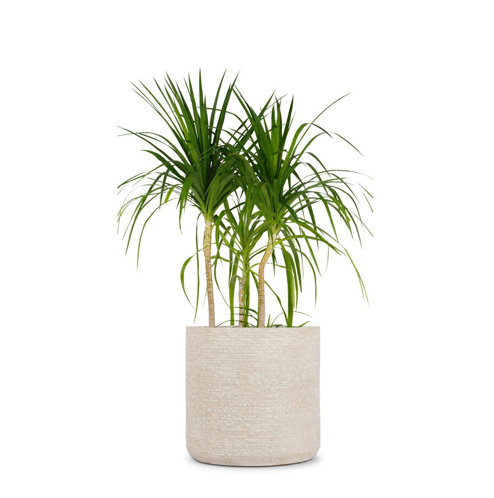 Buy Marley Planter Online in India | Palasa