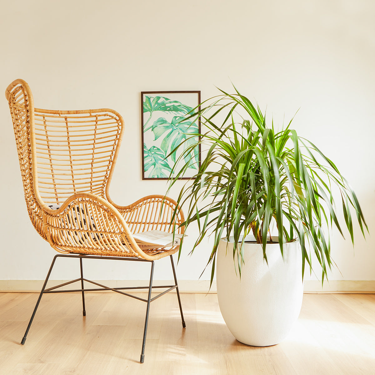 Buy Iris Series Online in India | Palasa